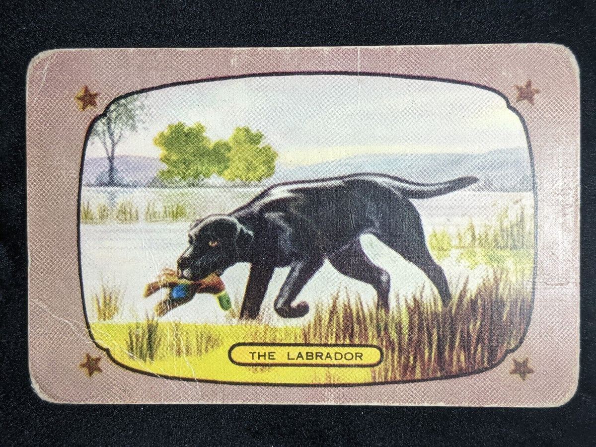 Swap Card Coles Blank Back Named Series Original 1950's - The Labrador ...